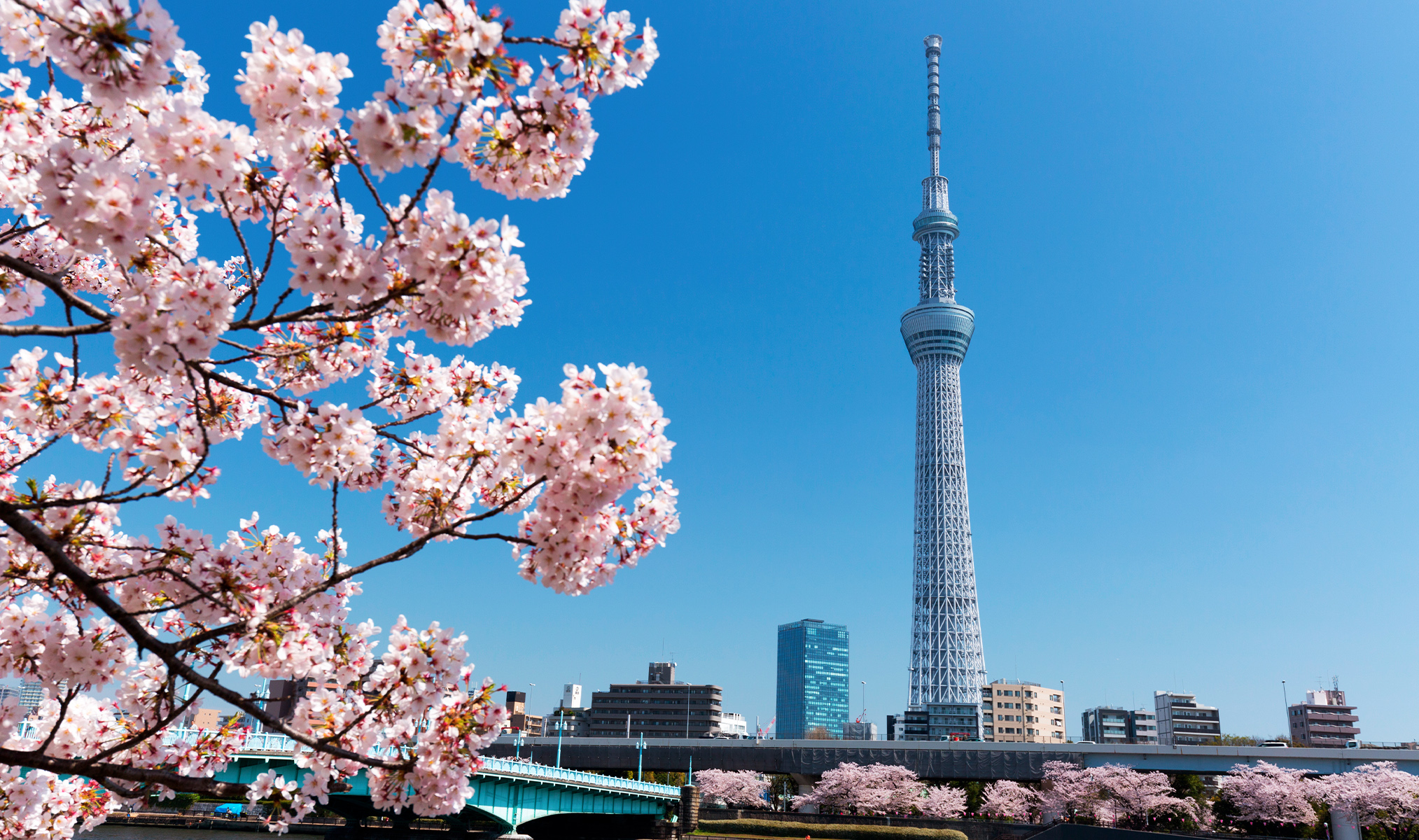 Tokyo Bucket List for 2024: 25 Best Things to Do in Tokyo